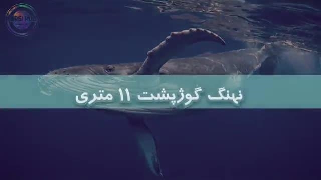 دیوانه وار ترین چیز هایی که تا به حال در جنگل ها کشف شدند کلمه تیزرینگ